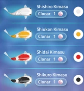 Kimasu | Zen Koi 2 Wiki | Fandom