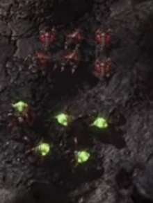 Broodling | Zerg Expanded Wiki | Fandom