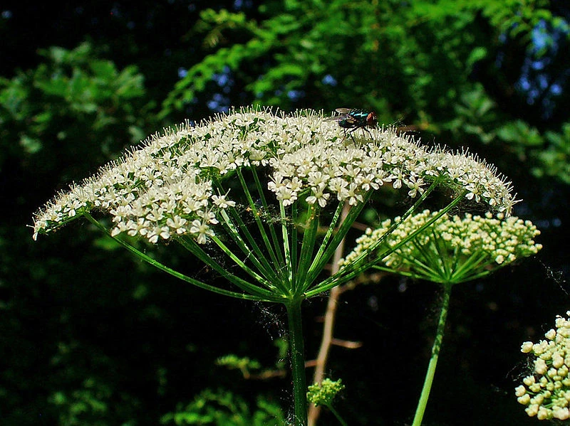 Giersch | Ziegenfuss Wiki | Fandom