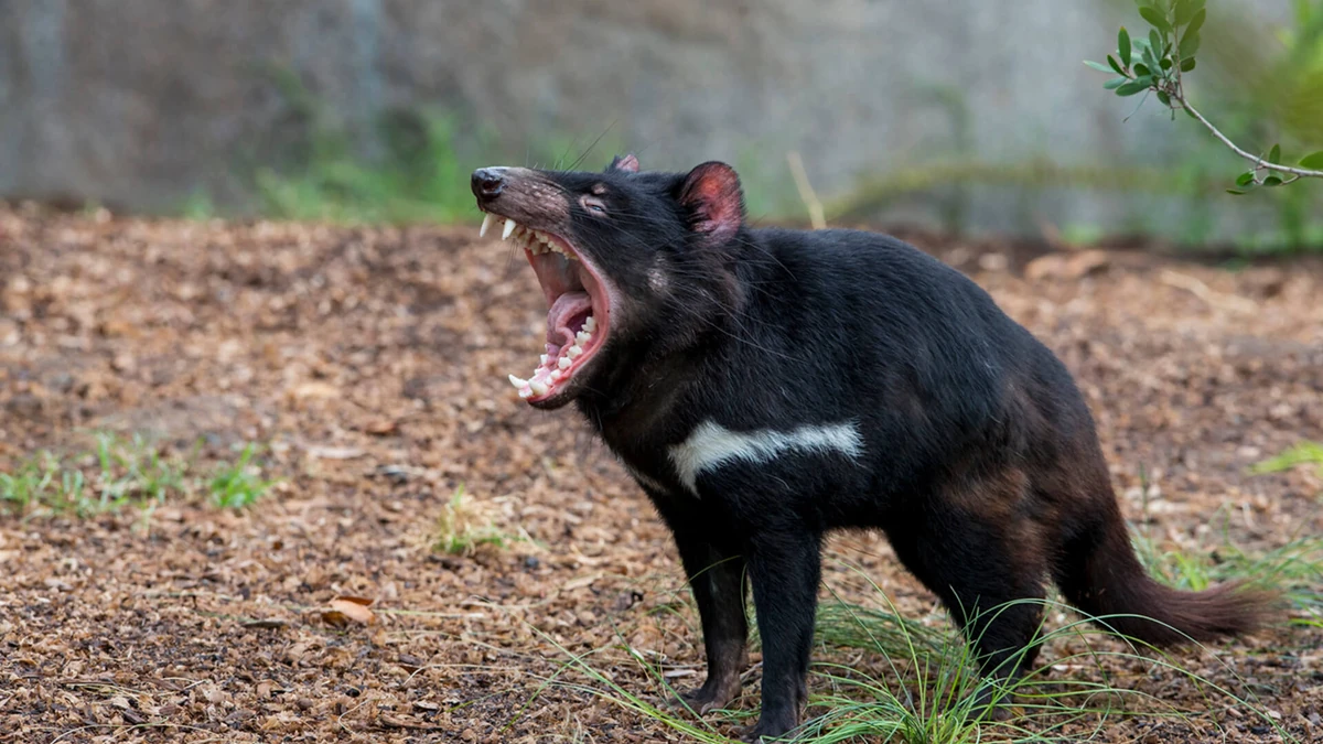 Tasmanian devils/Gallery | Zimber & Tigger Wiki | Fandom