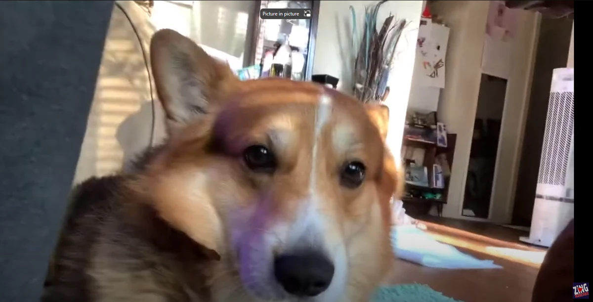 Boadie | ZiNG-PacZing Wiki | Fandom