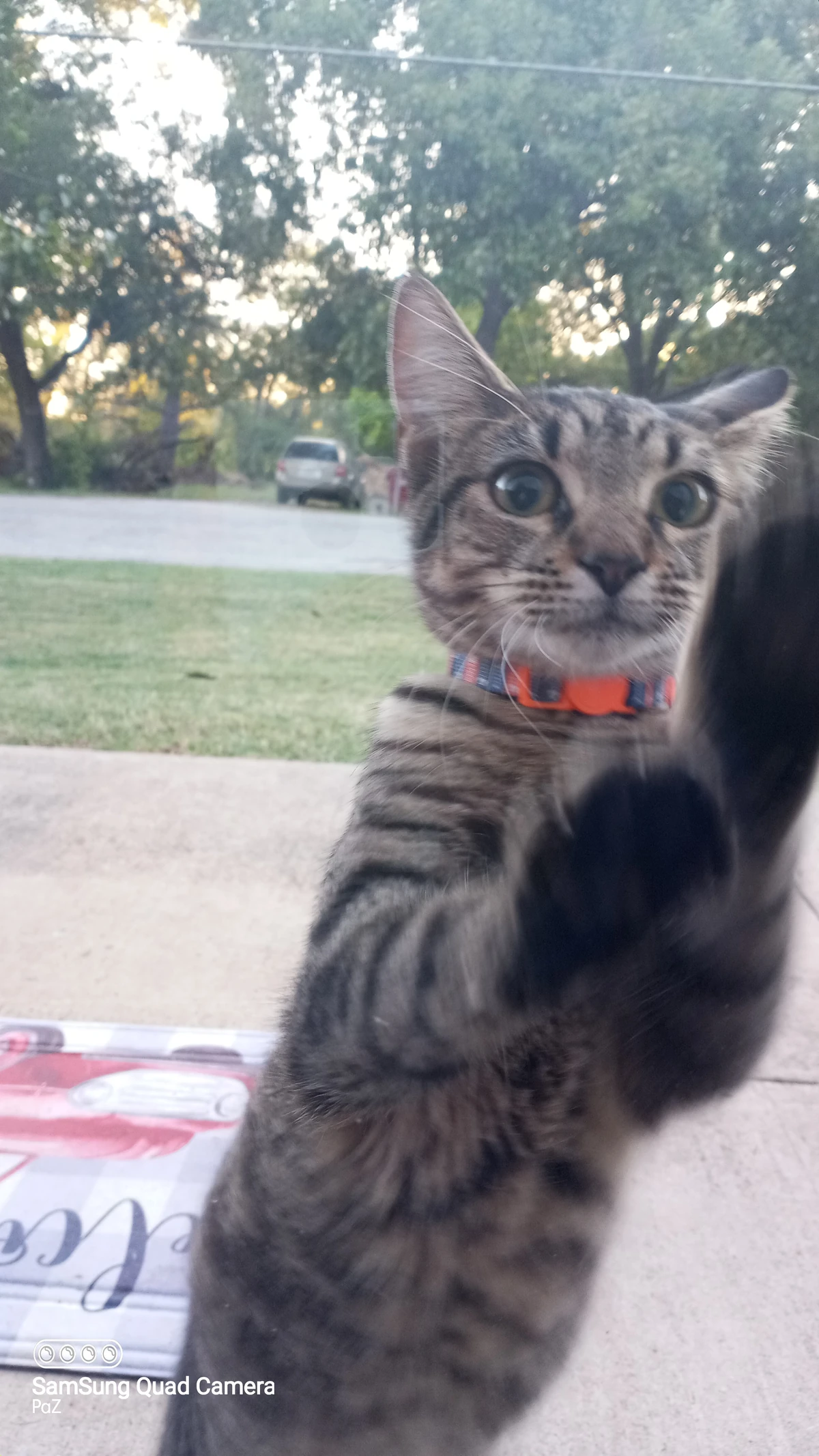 Cat | ZiNG-PacZing Wiki | Fandom