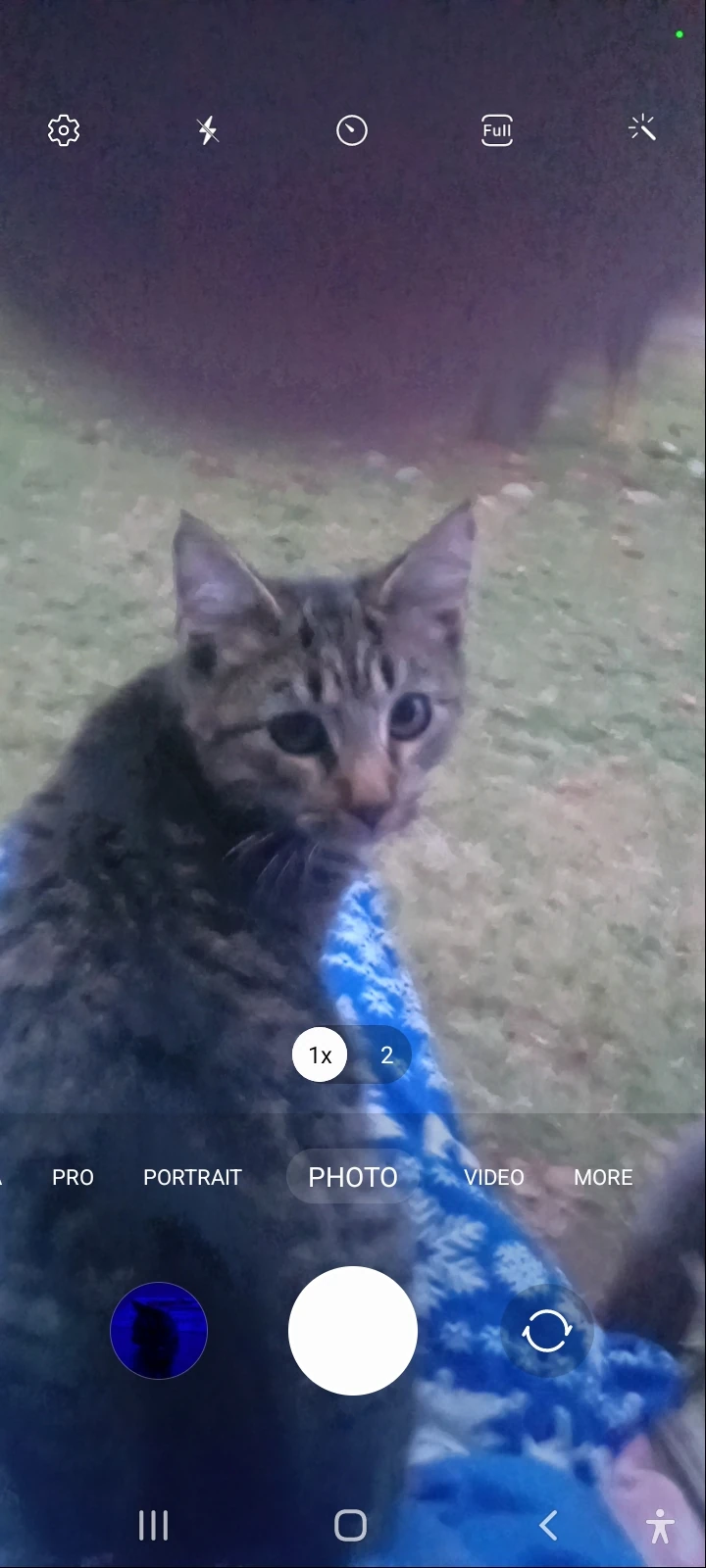 Twizzlers (Cat) | ZiNG-PacZing Wiki | Fandom