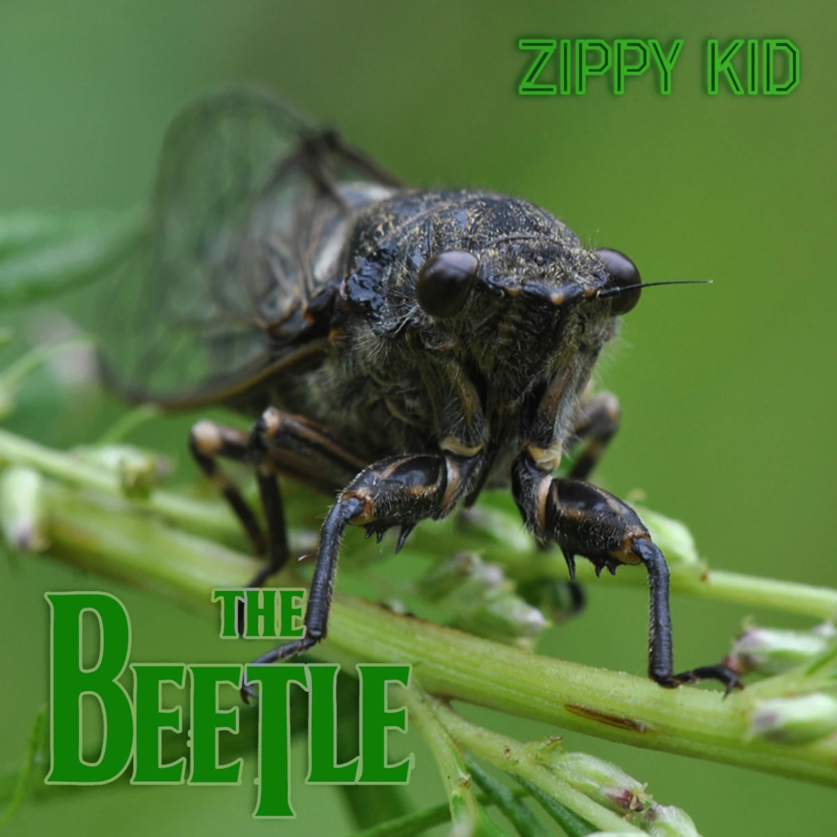 The Beetle | ZippyKid Wiki | Fandom