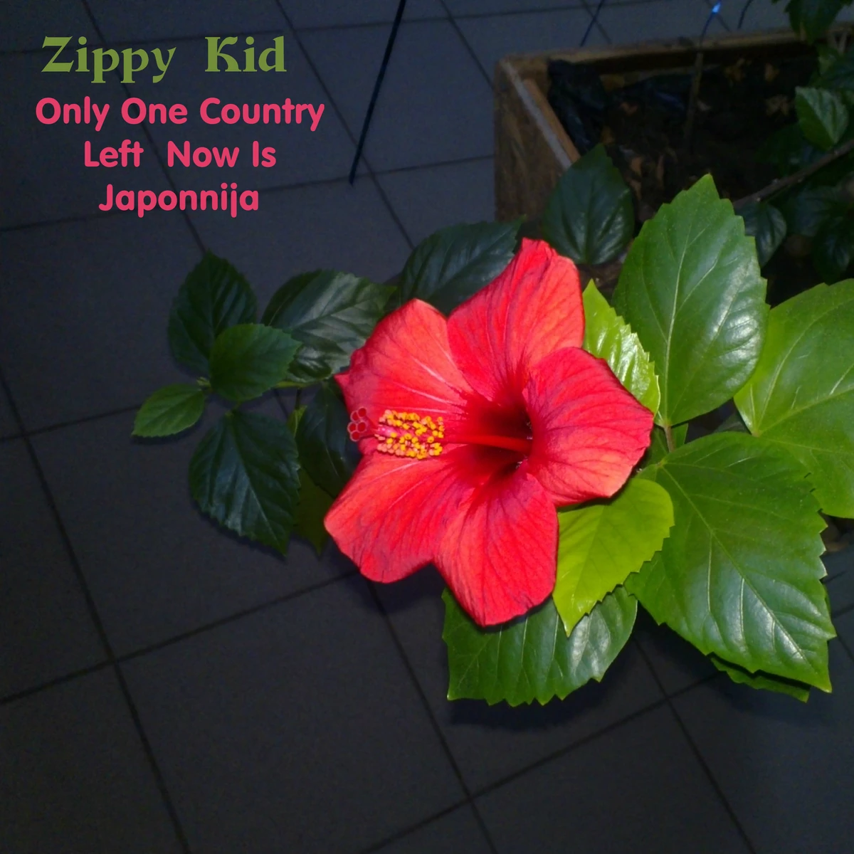 Only One Country Left Now Is Japonnija | ZippyKid Wiki | Fandom