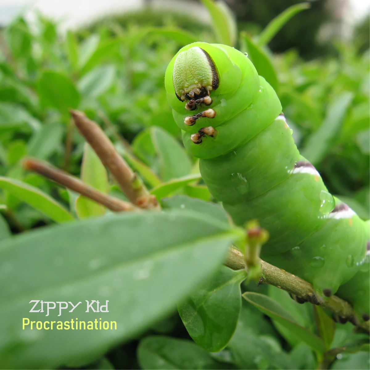 Procrastination | ZippyKid Wiki | Fandom