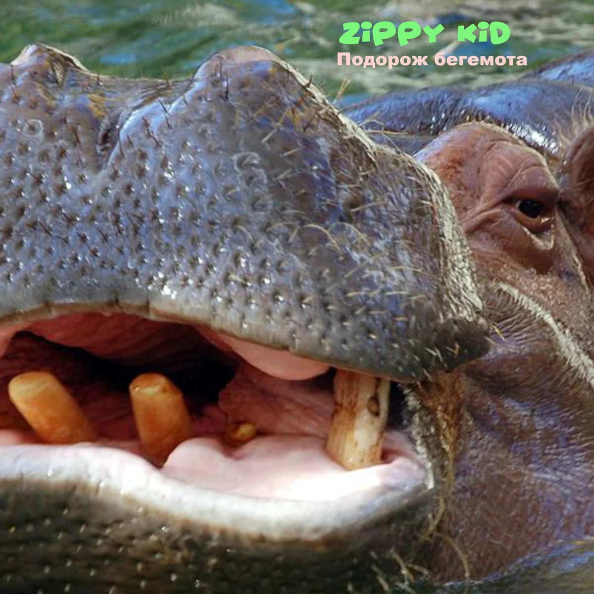 Подорож Бегемота | ZippyKid Wiki | Fandom