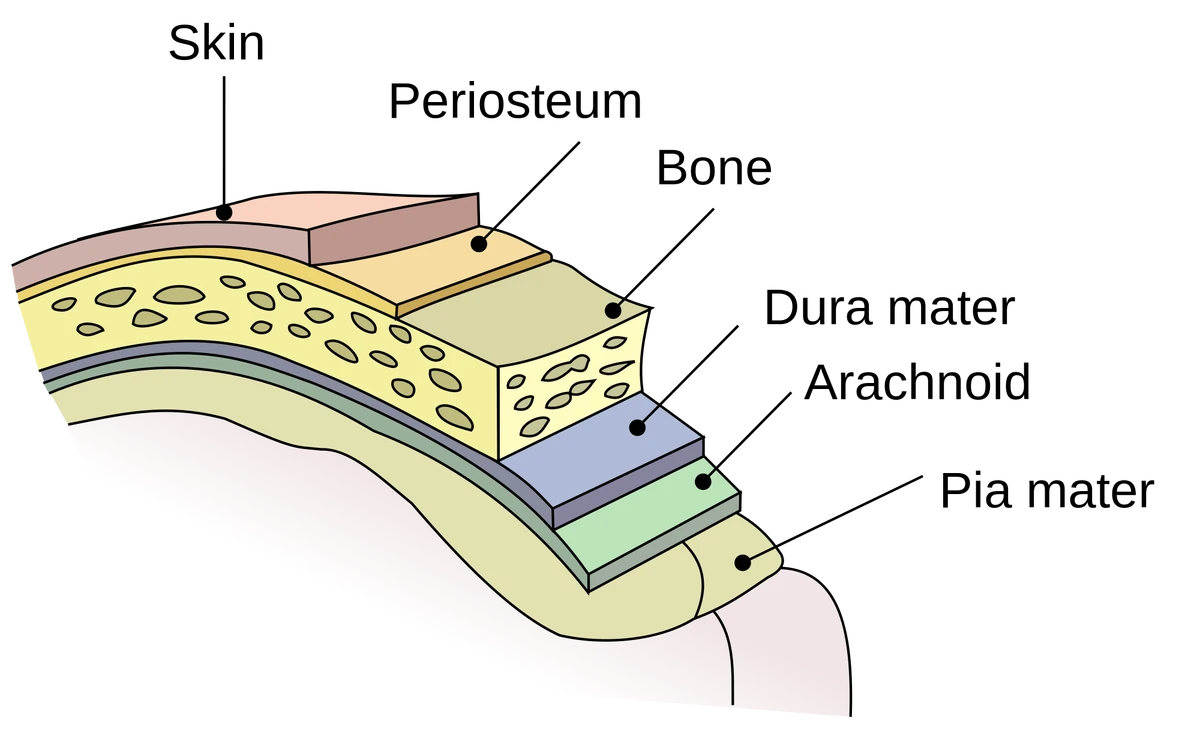 Cracking The Skulls of Fresh Zombies Vs. Older Zombies | Zombiepedia ...