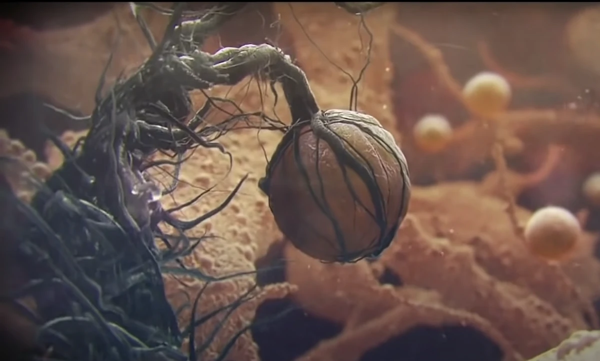 The Blight | ZombiU Wiki | Fandom