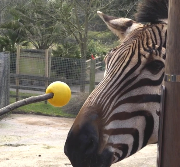 Target training | ZooZania | Fandom