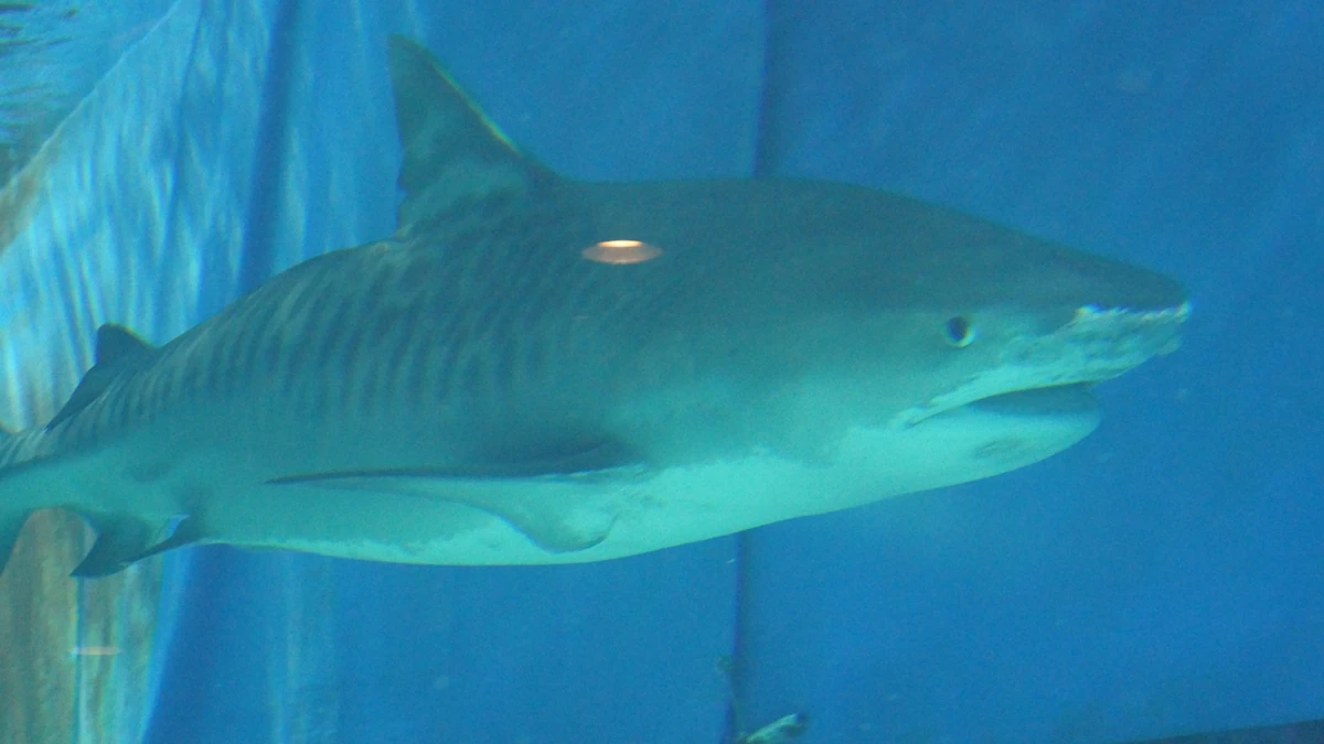 Tiger Shark | Zoo Animals Wiki | Fandom