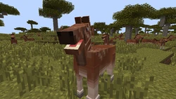 Quagga | Zoo crafting modpack Wikia | Fandom