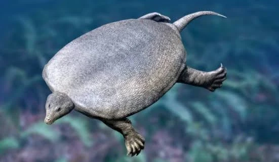 Odontochelys Triassic Turtle
