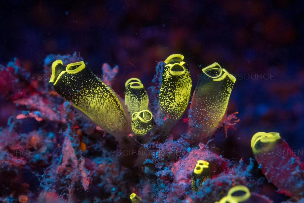 Category:Urochordata | Zoo evolution in Anthöny Pain video Wiki | Fandom