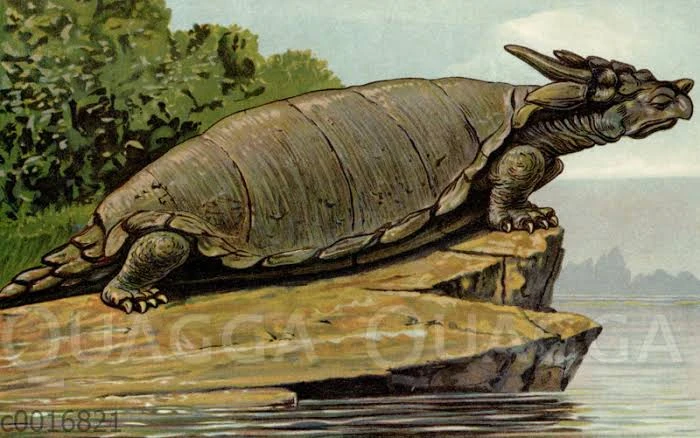 Meiolania | Zoo evolution in Anthöny Pain video Wiki | Fandom