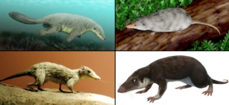 Category:Sinoconodon | Zoo evolution in Anthöny Pain video Wiki | Fandom