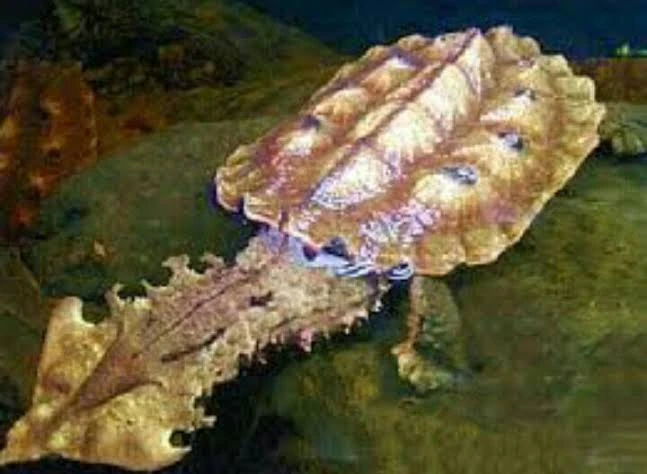 Mata mata | Zoo evolution in Anthöny Pain video Wiki | Fandom