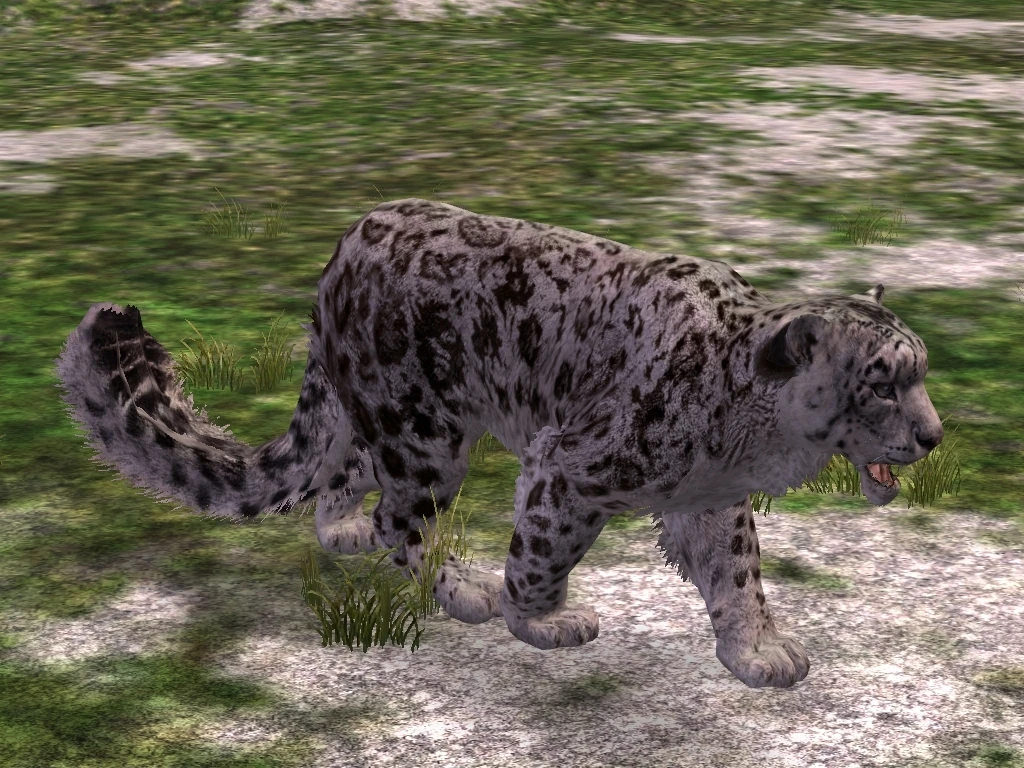 Snow Leopard | Zoo Pedia Wikia | Fandom