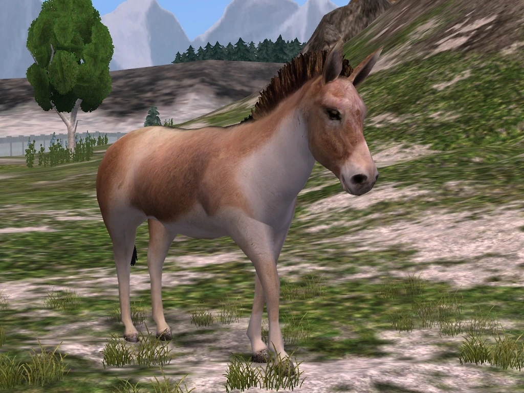 Kiang | Zoo Pedia Wikia | Fandom