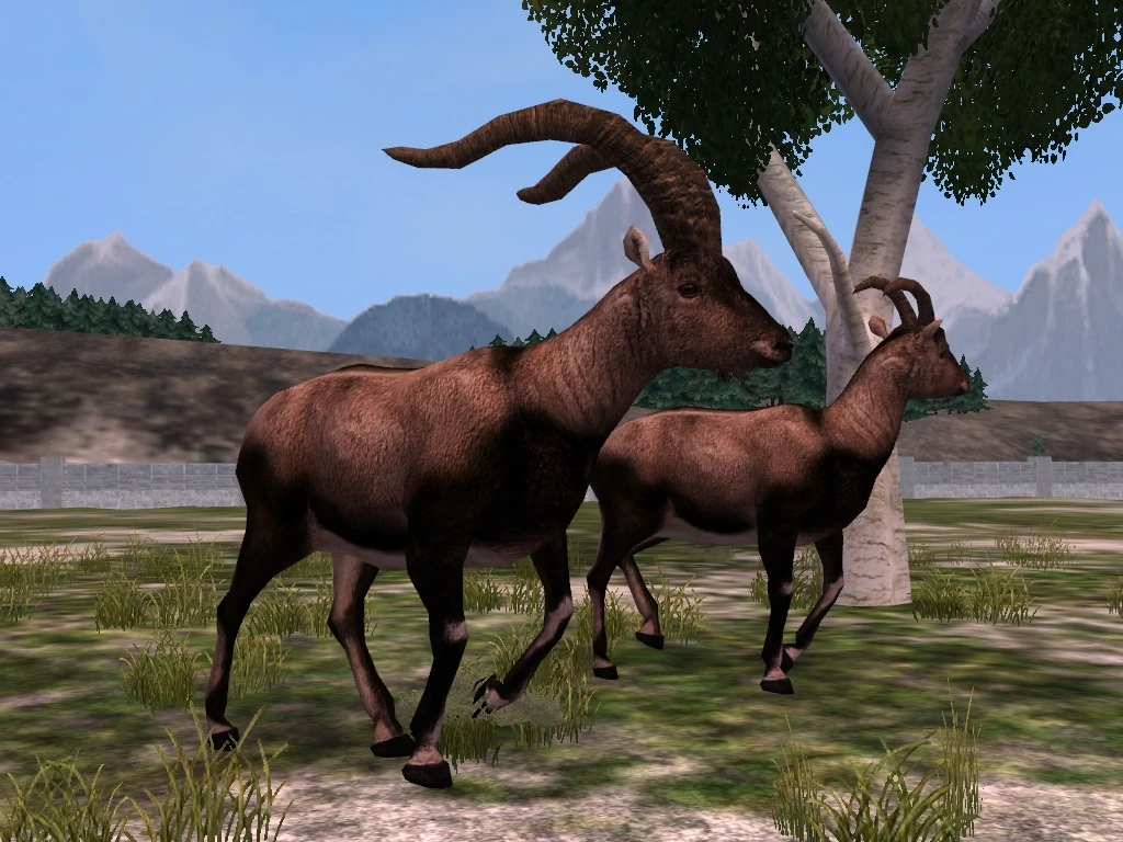 Pyrenean Ibex