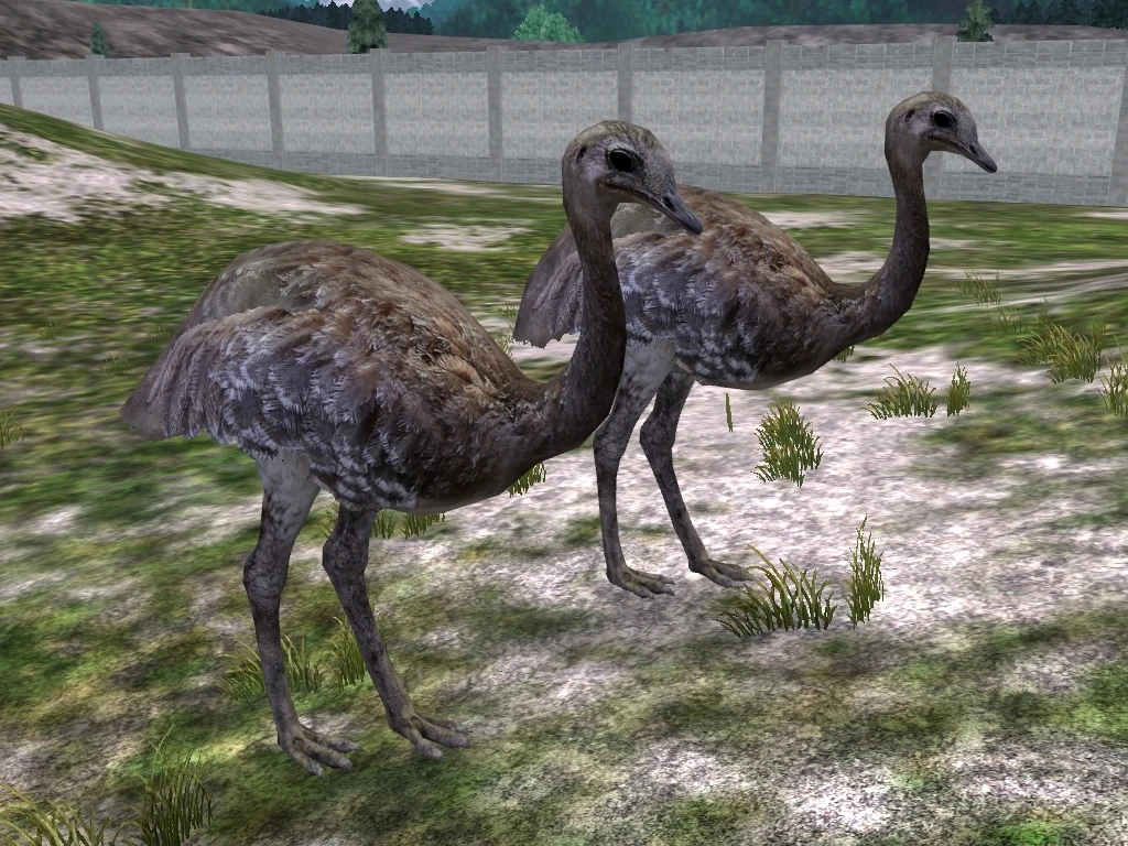 Darwin's Rhea | Zoo Pedia Wikia | Fandom