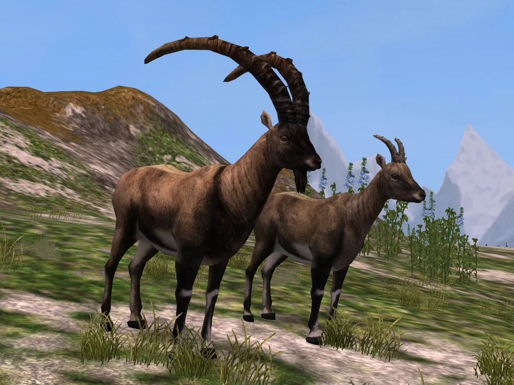 Alpine Ibex | Zoo Pedia Wikia | Fandom