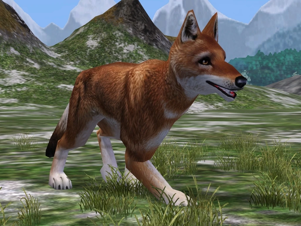 Ethiopian Wolf | Zoo Pedia Wikia | Fandom