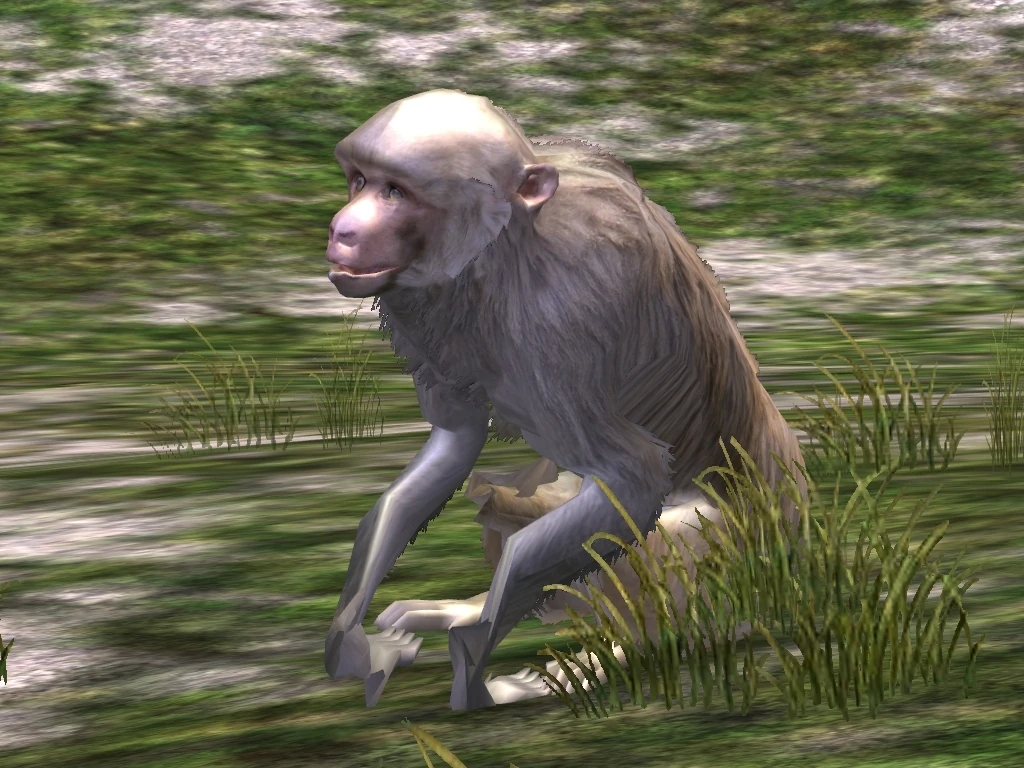 Rhesus Macaque | Zoo Pedia Wikia | Fandom