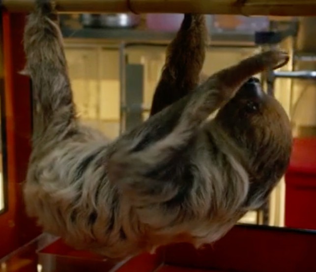 Sloth | Zoo (TV Series) Wikia | Fandom