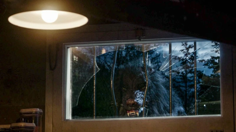 Razorback Wolf | Zoo (TV Series) Wikia | Fandom