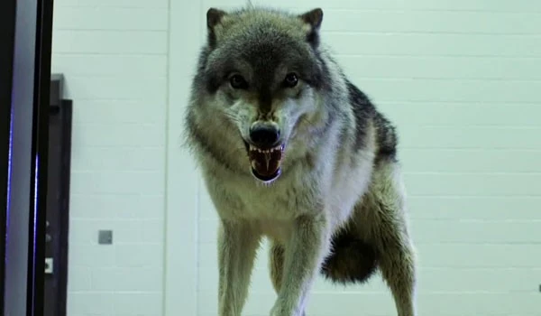 Gray Wolves | Zoo (TV Series) Wikia | Fandom