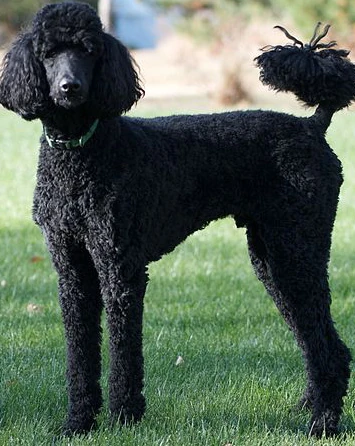 Poodle | Zoo tycoon movie Wikia | Fandom