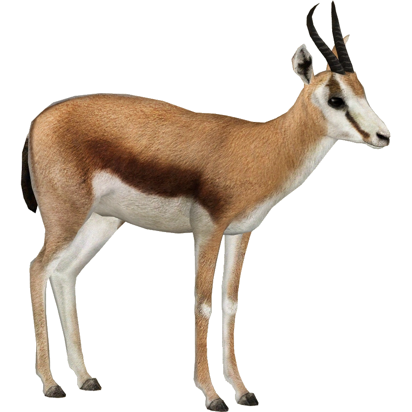 Springbok | Zoo tycoon movie Wikia | Fandom