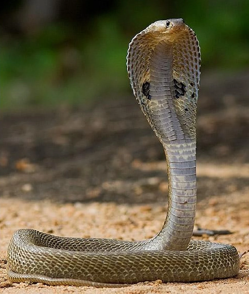 Indian King Cobra Snake Pictures