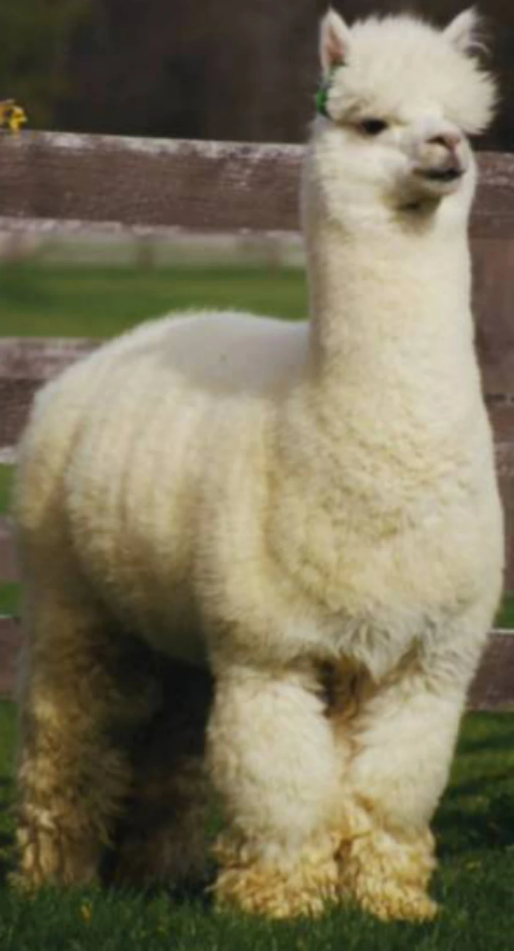 Alpaca | Zoo tycoon movie Wikia | Fandom