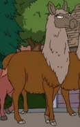Llama | Zoo tycoon movie Wikia | Fandom