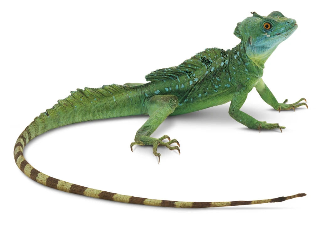 Green Basilisk As Pet