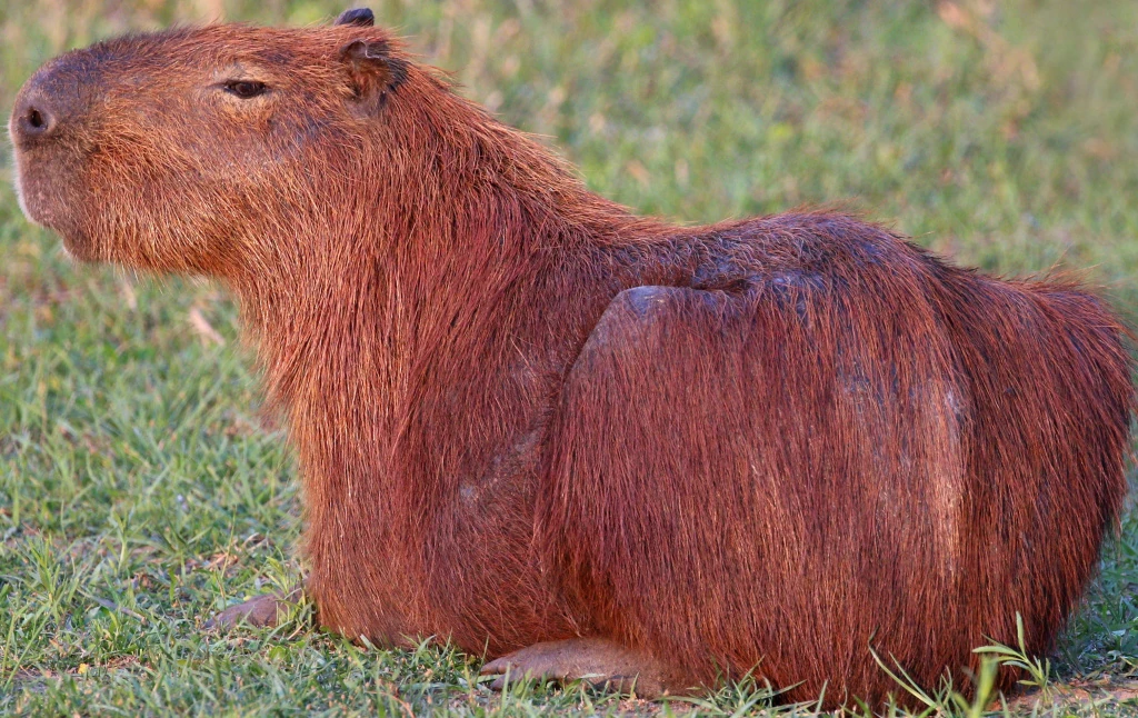 Capybara | Zoo tycoon movie Wikia | Fandom