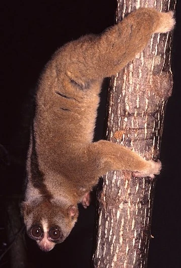 Sunda Slow Loris | Zoo tycoon movie Wikia | Fandom