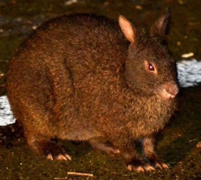 Amami Rabbit | Zoo tycoon movie Wikia | Fandom