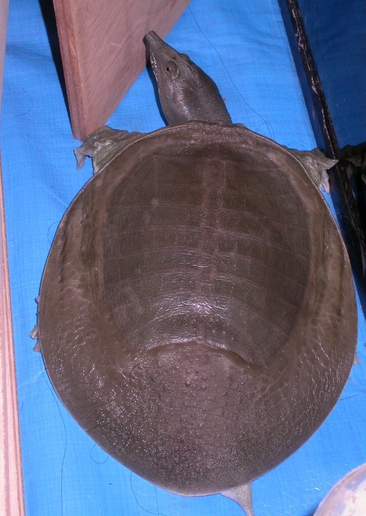 Chinese Softshell Turtle | Zoo tycoon movie Wikia | Fandom