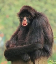 Peruvian Spider Monkey | Zoo tycoon movie Wikia | Fandom