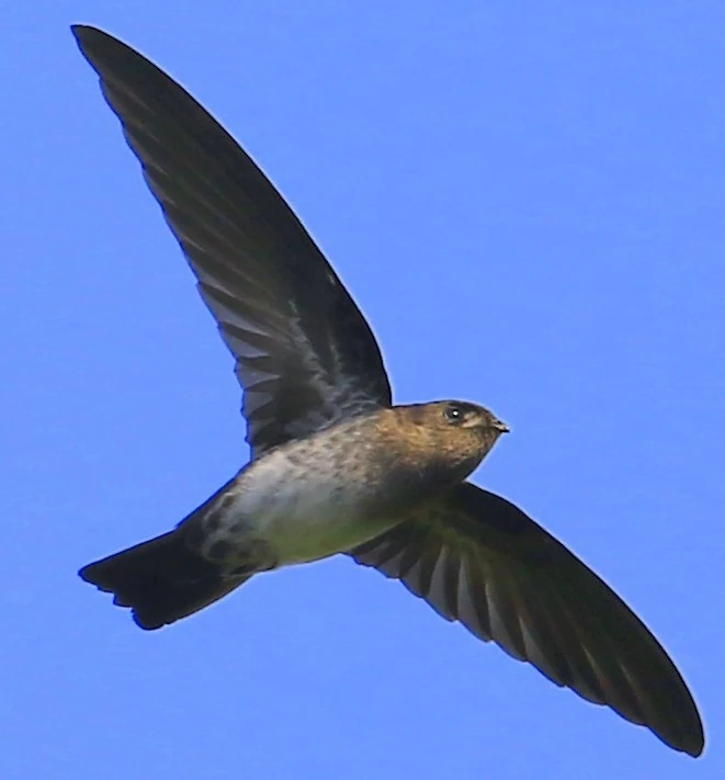 Cave Swiftlet | Zoo tycoon movie Wikia | Fandom