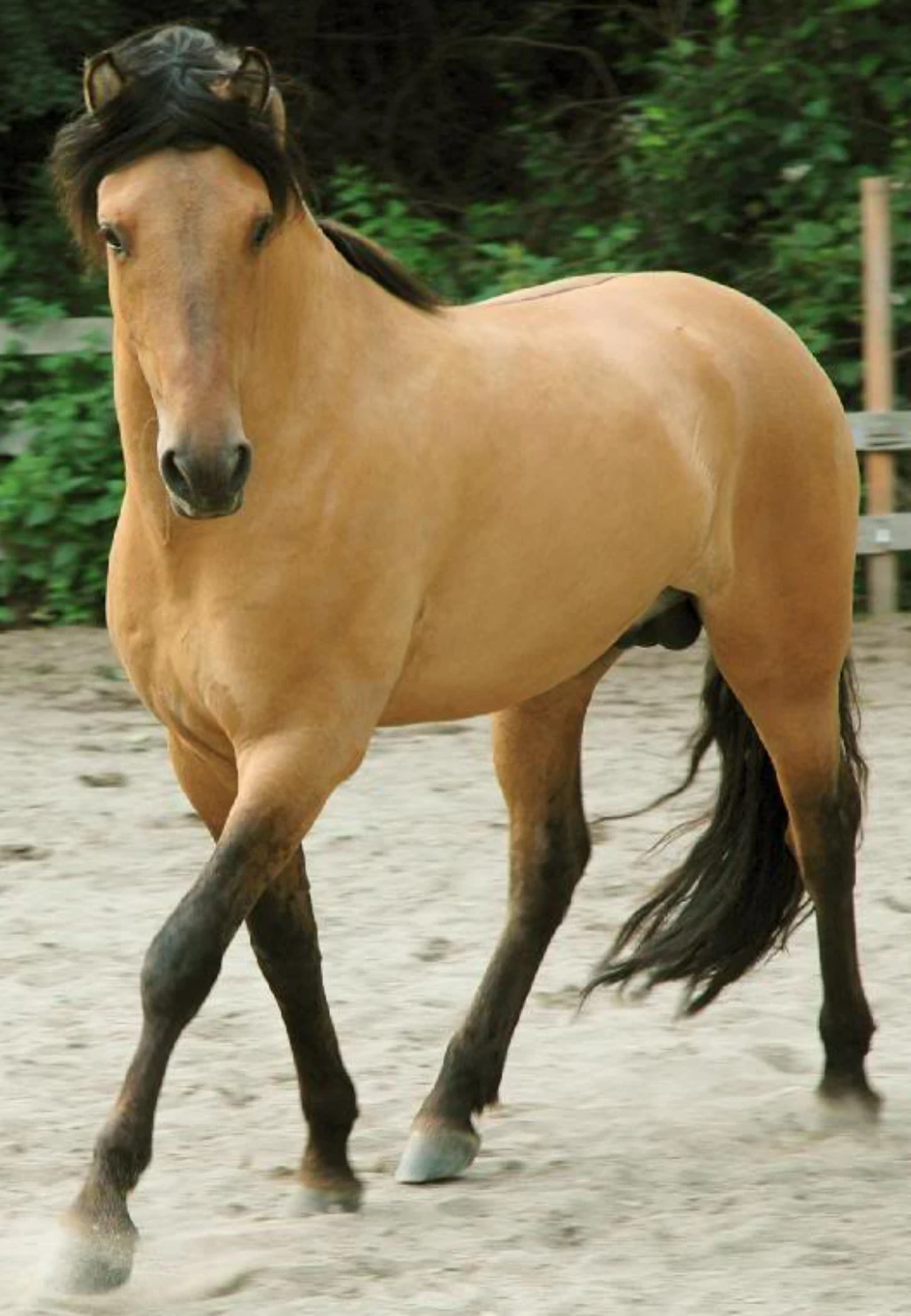 Kiger Mustang | Zoo tycoon movie Wikia | Fandom