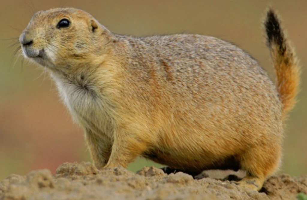 What Did Lewis And Clark Call The Prairie Dog