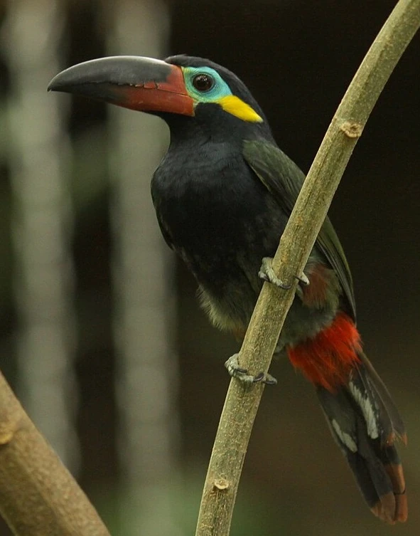 Guianan Toucanet | Zoo tycoon movie Wikia | Fandom
