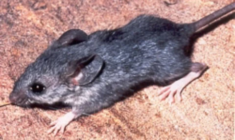 Cactus Mouse | Zoo tycoon movie Wikia | Fandom