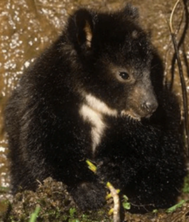 Dingiso | Zoo tycoon movie Wikia | Fandom