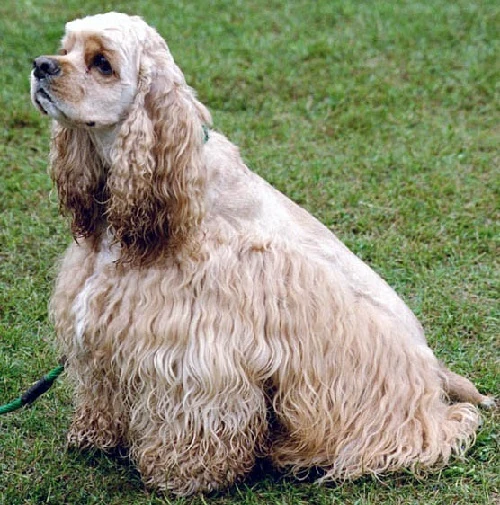 American Cocker Spaniel | Zoo tycoon movie Wikia | Fandom