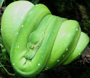 Green Tree Python | Zoo tycoon movie Wikia | Fandom